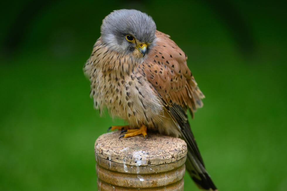 Back from the brink: the migratory species on the road to recovery