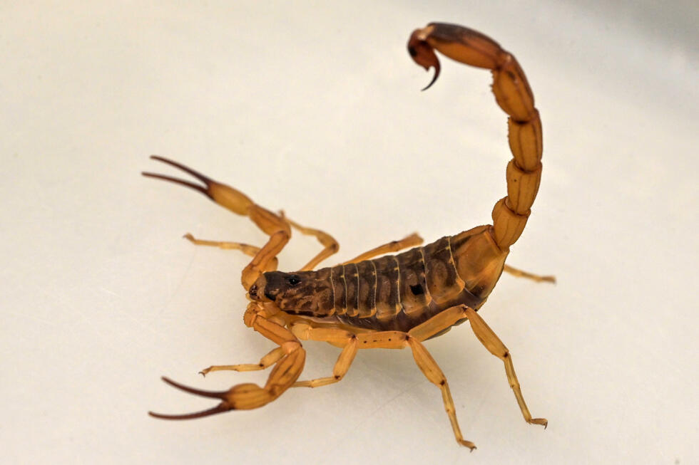 Thriving scorpion population is stinging problem for Brazil