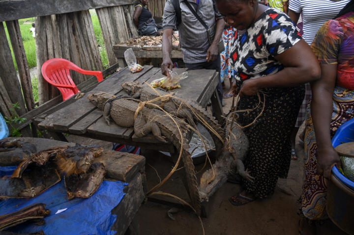 Crocodile hunting wanes but legends live on in DR Congo