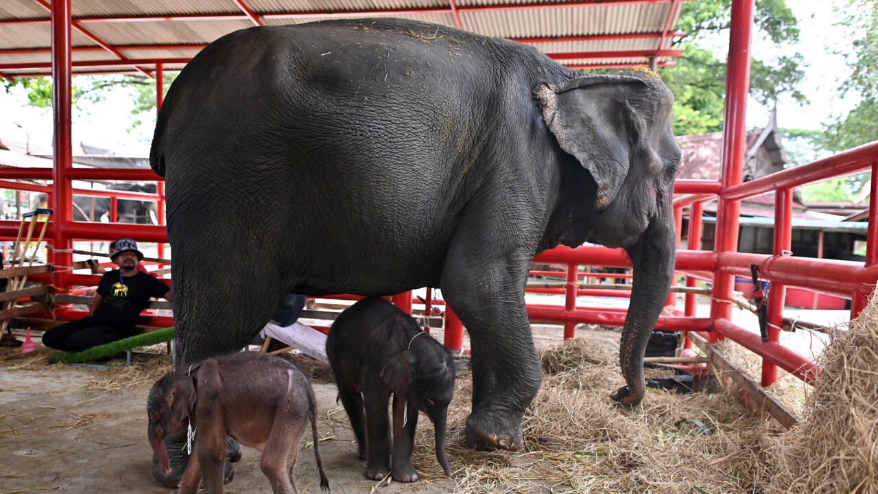 Rare twin elephants delivered in dramatic birth in Thailand that left carer injured