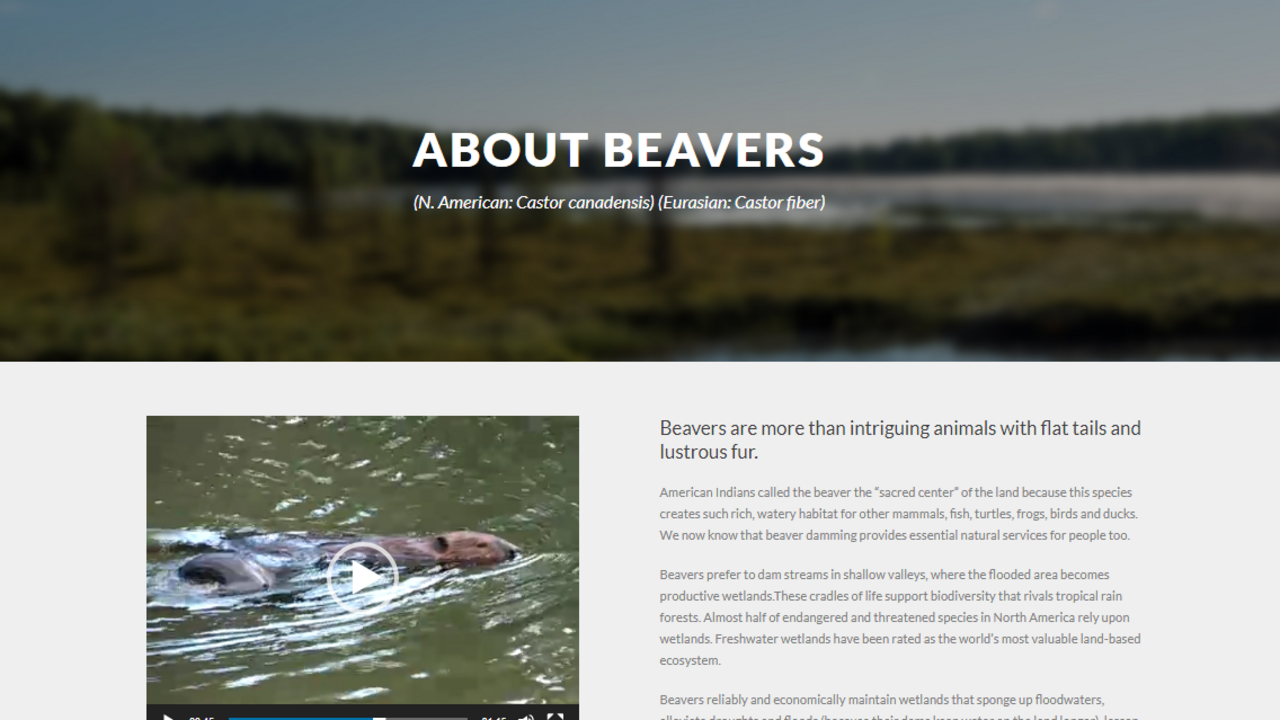 Happy International Day, Beavers! These furry rodents are crucial to ...