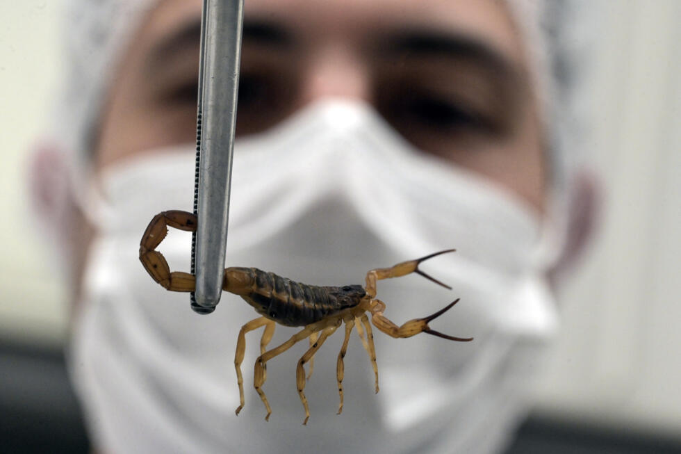 Thriving scorpion population is stinging problem for Brazil