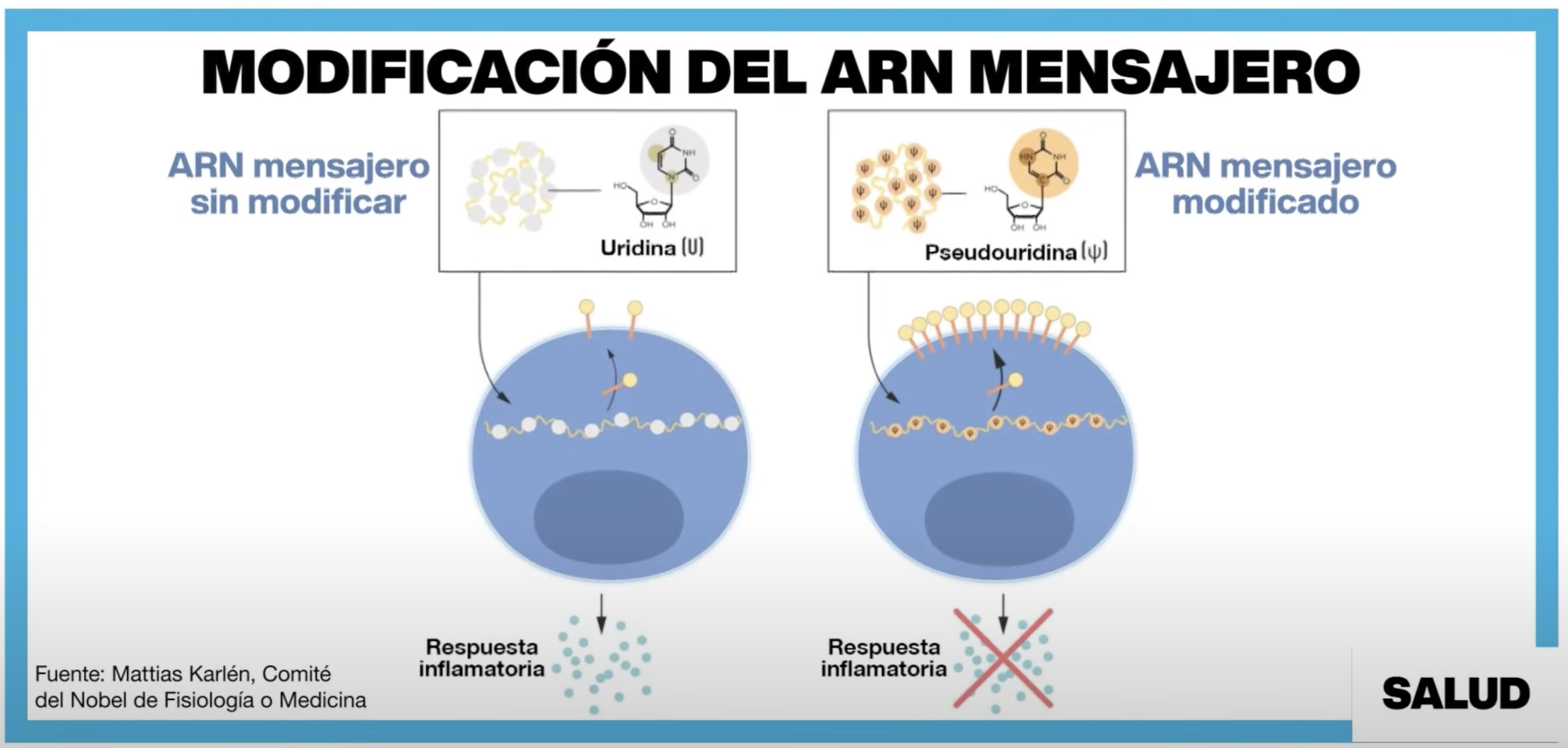 Nobel de Medicina 2023: Katalin Karikó y Drew Weissman, premiados por ...