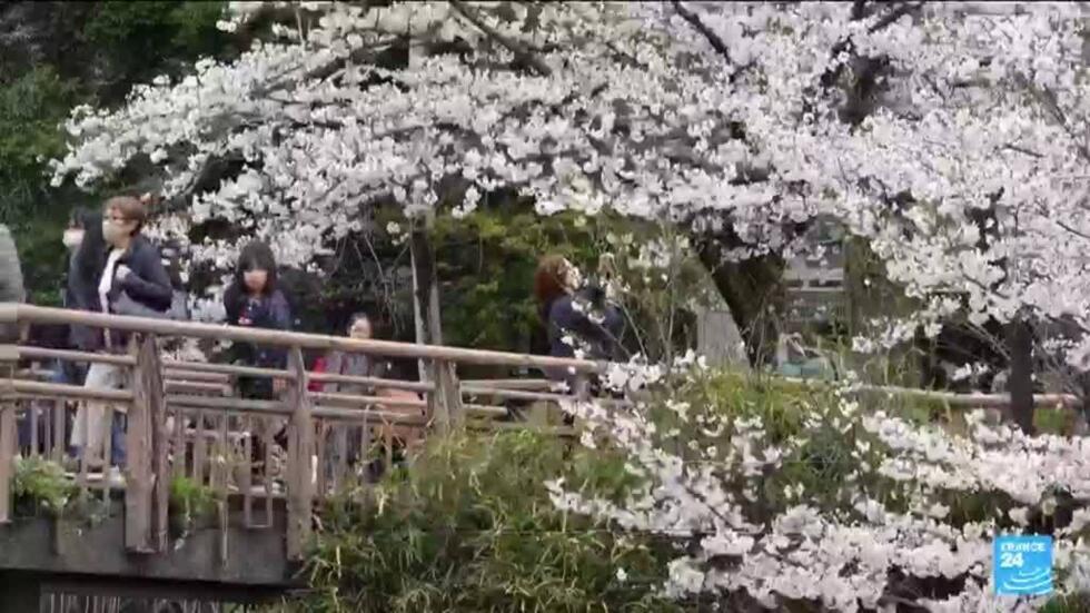 Japon : la saison des cerisiers en fleurs bat son plein à Tokyo - France 24