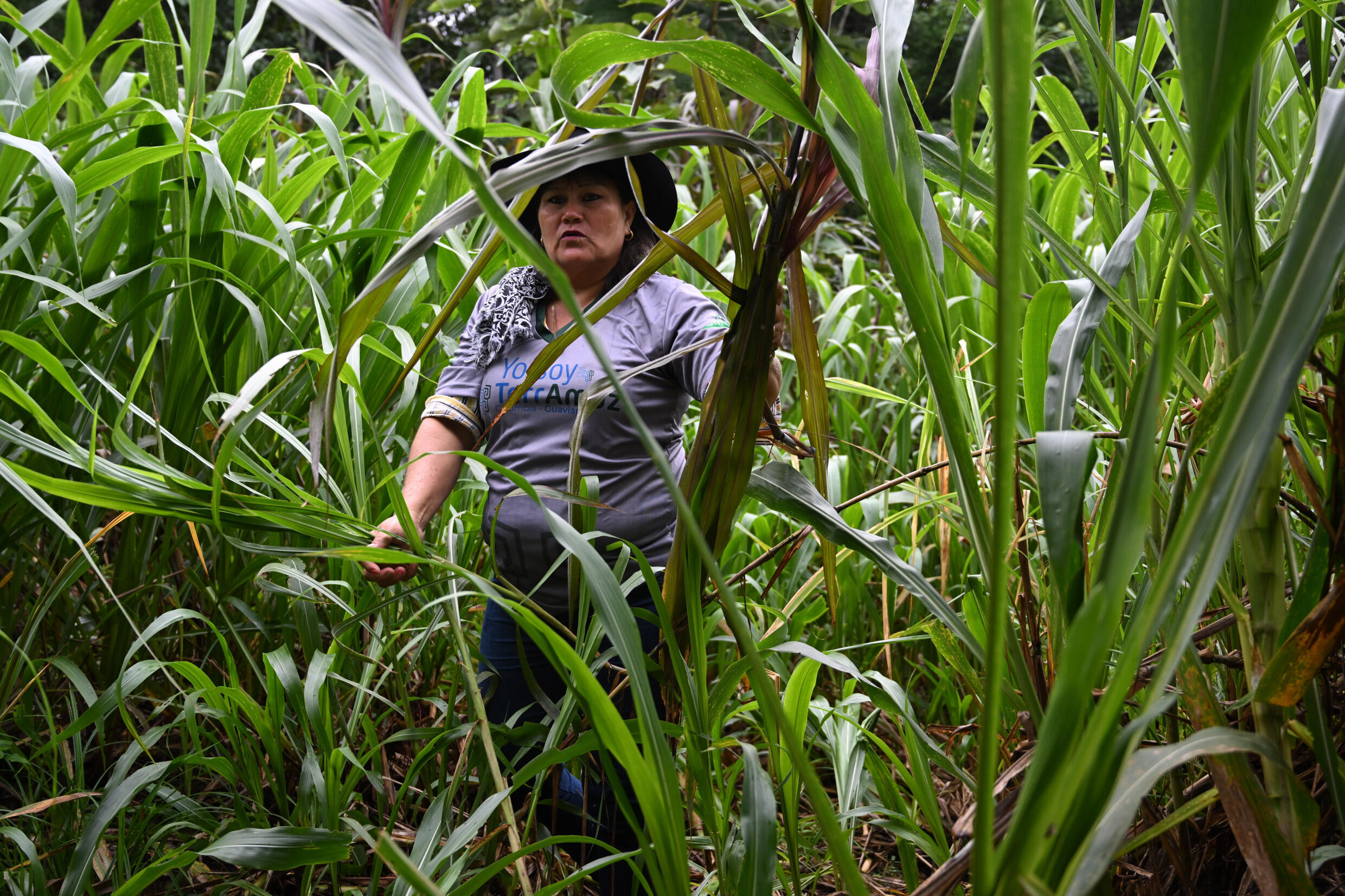 Turning over a new leaf, Colombian ranchers plant trees