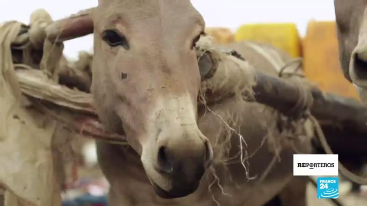 Los asnos africanos sacrificados en el altar de la 'medicina' china ...