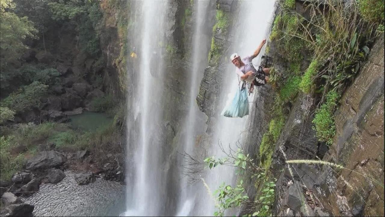 Senegal Plants Senegalia Senegal (L.) Britton | Plants Of The World