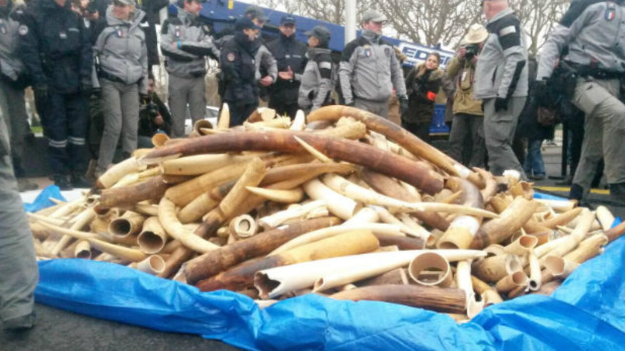 In pictures: France crushes illegal ivory by Eiffel Tower