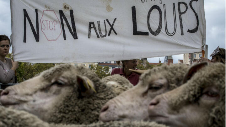 French farmers protest in Lyon against rising wolf attacks