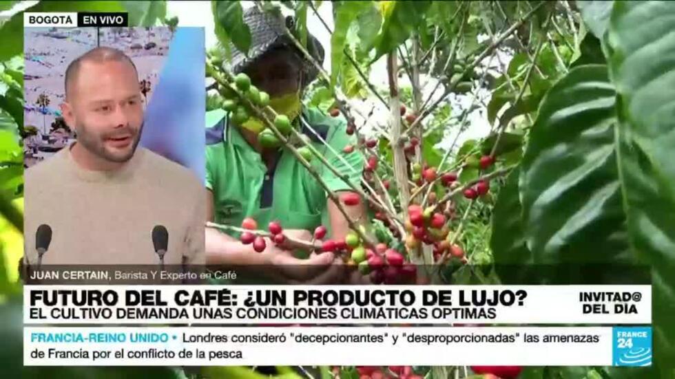 Juan Certain: "El café no tolera cambios drásticos de temperaturas ...