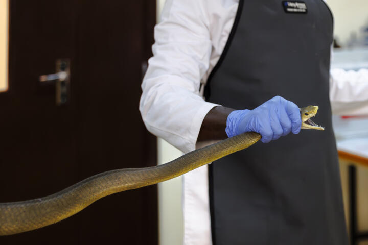 Man who let snakes bite him 200 times spurs new antivenom hope