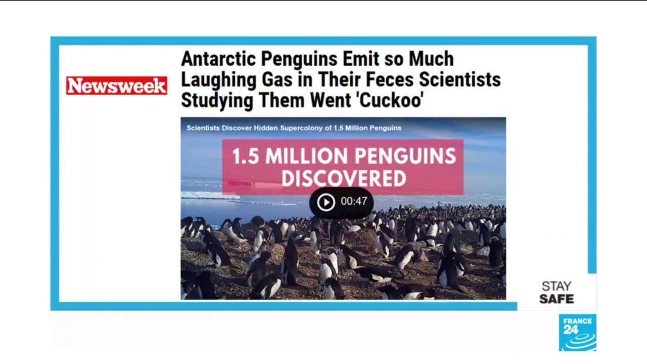 'One goes completely cuckoo': Scientists get high on penguin poo ...