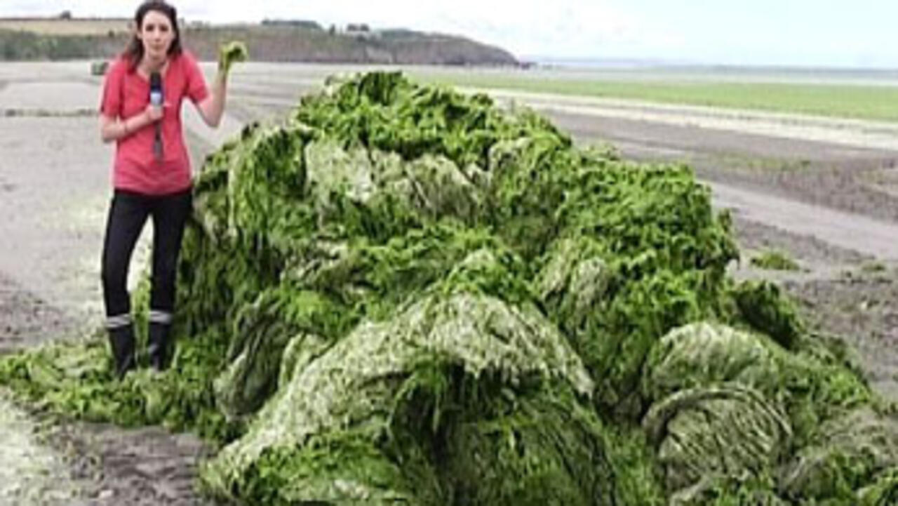 This week: Sea invaders.