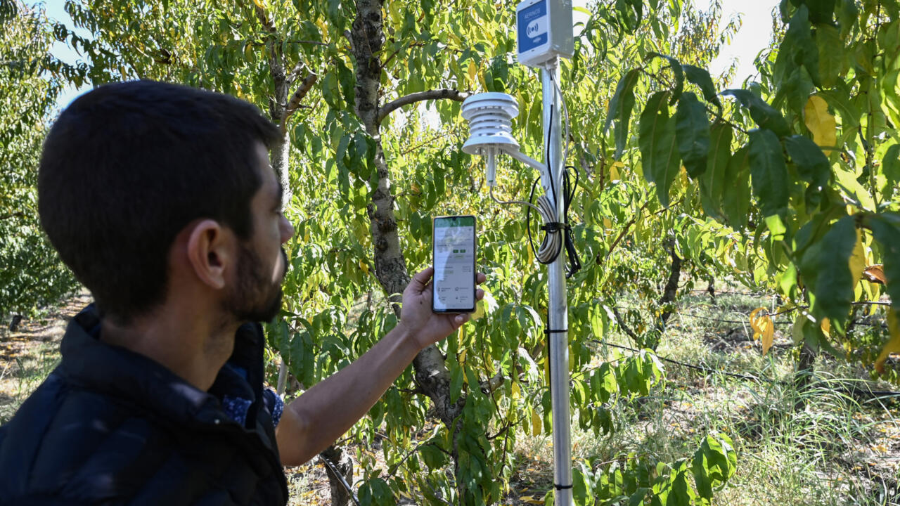 Smart farming tech offers sprout of hope in Greece