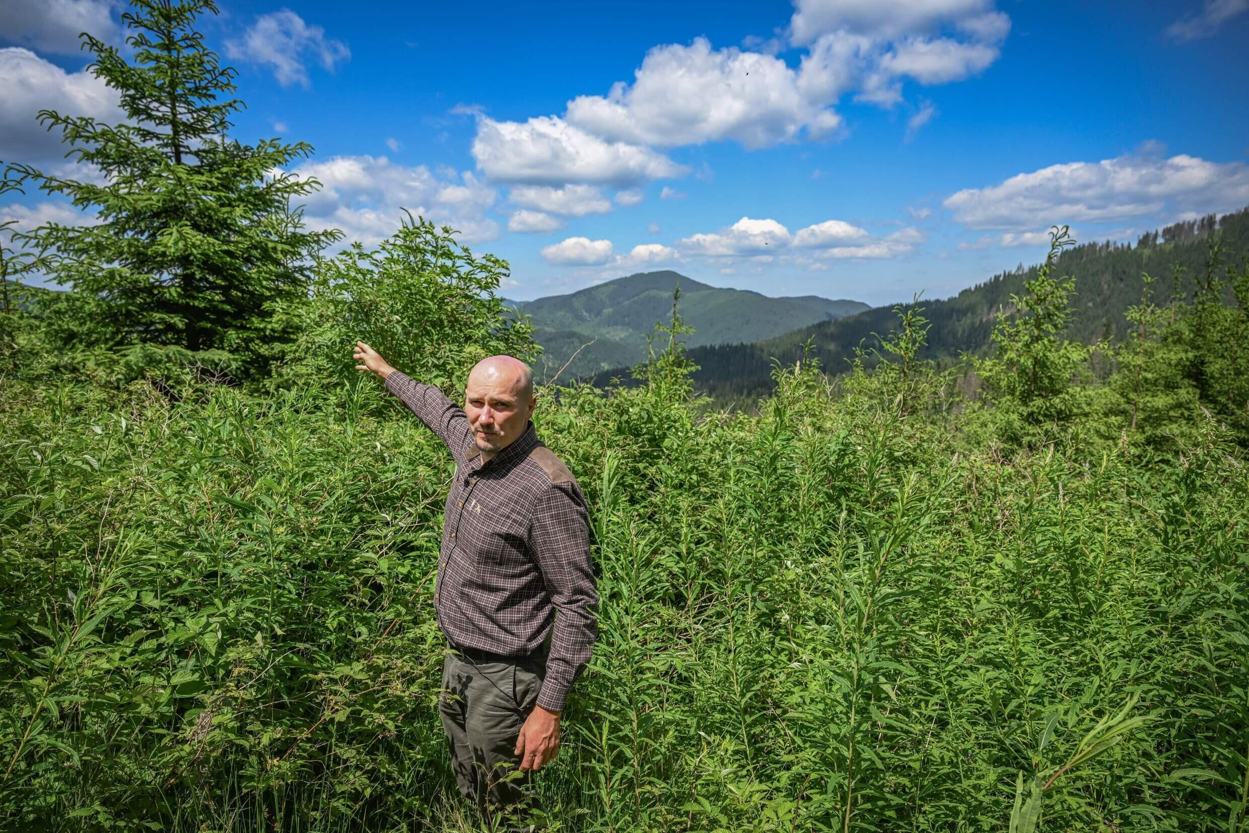 The fight to save 'sacred' Carpathian forests from loggers