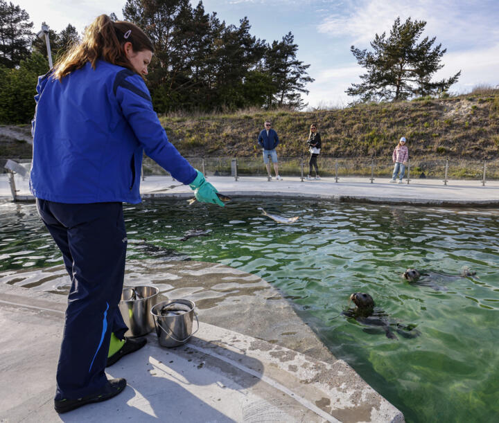 Lithuania bids to save Baltic seals as ice sheets recede