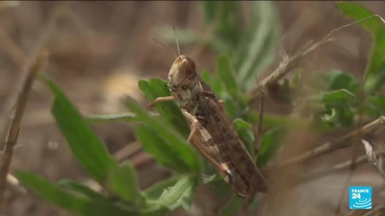 Sardinia locust invasion: Insect plague destroying hundreds of ...
