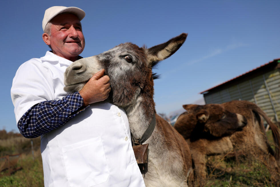 'Taste of love': Donkey milk cheese meets success in Albania