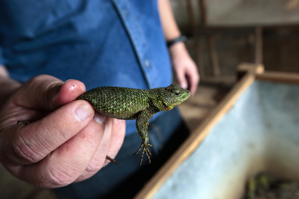 Long hop from Nicaragua to US for frogs and spiders sold as 'pets'