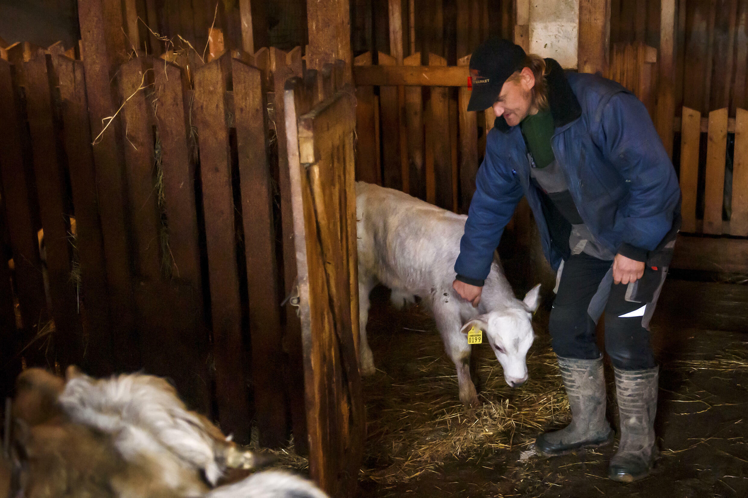 Herd the moos? Latvia's symbolic blue cow back from the brink