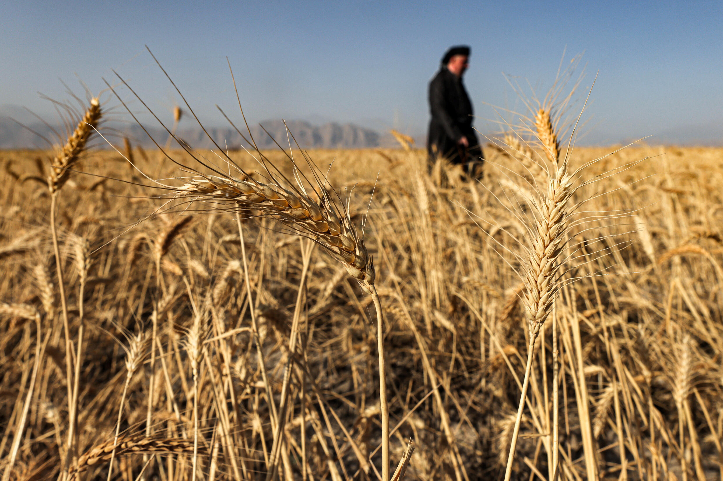 Iraqi Kurd farmers battle drought as Lake Dukan retreats