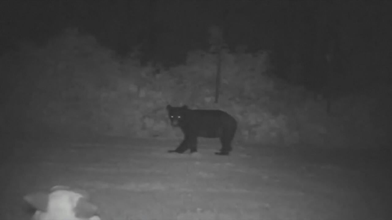 Why bear attacks are on the rise in Japan - Access Asia