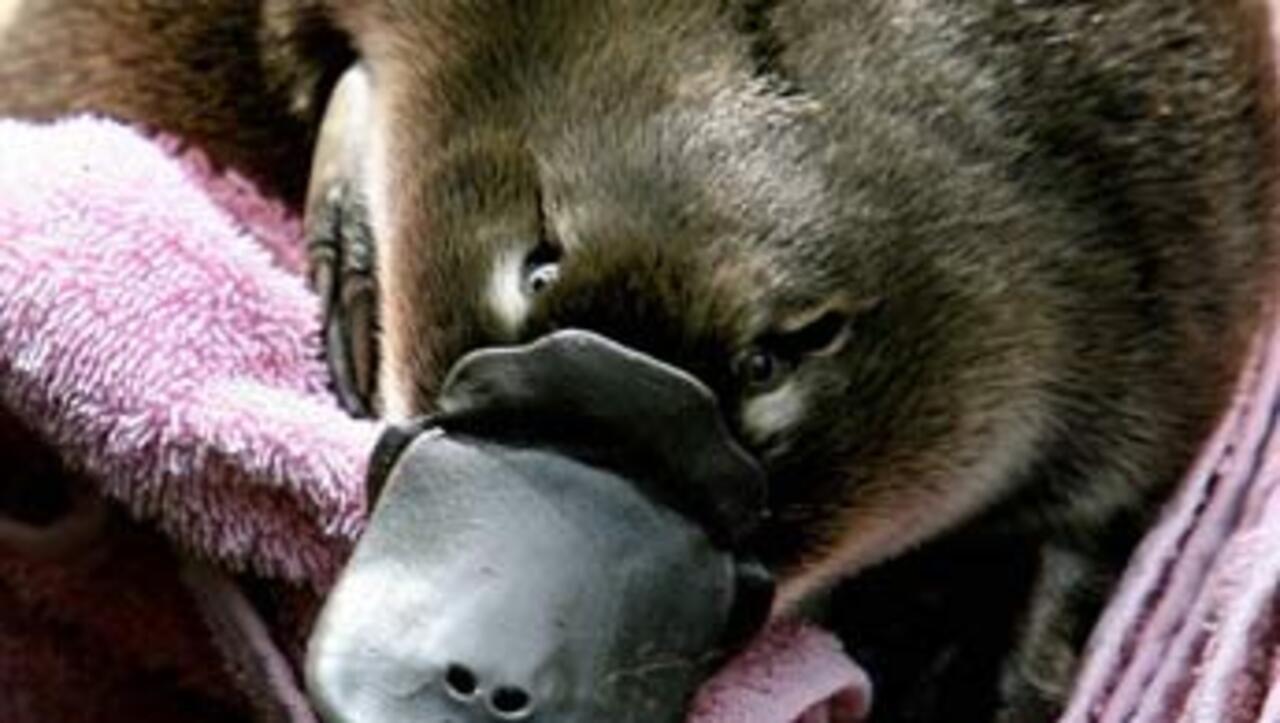 L'ornithorynque, un peu oiseau, un peu reptile et mammifère aussi