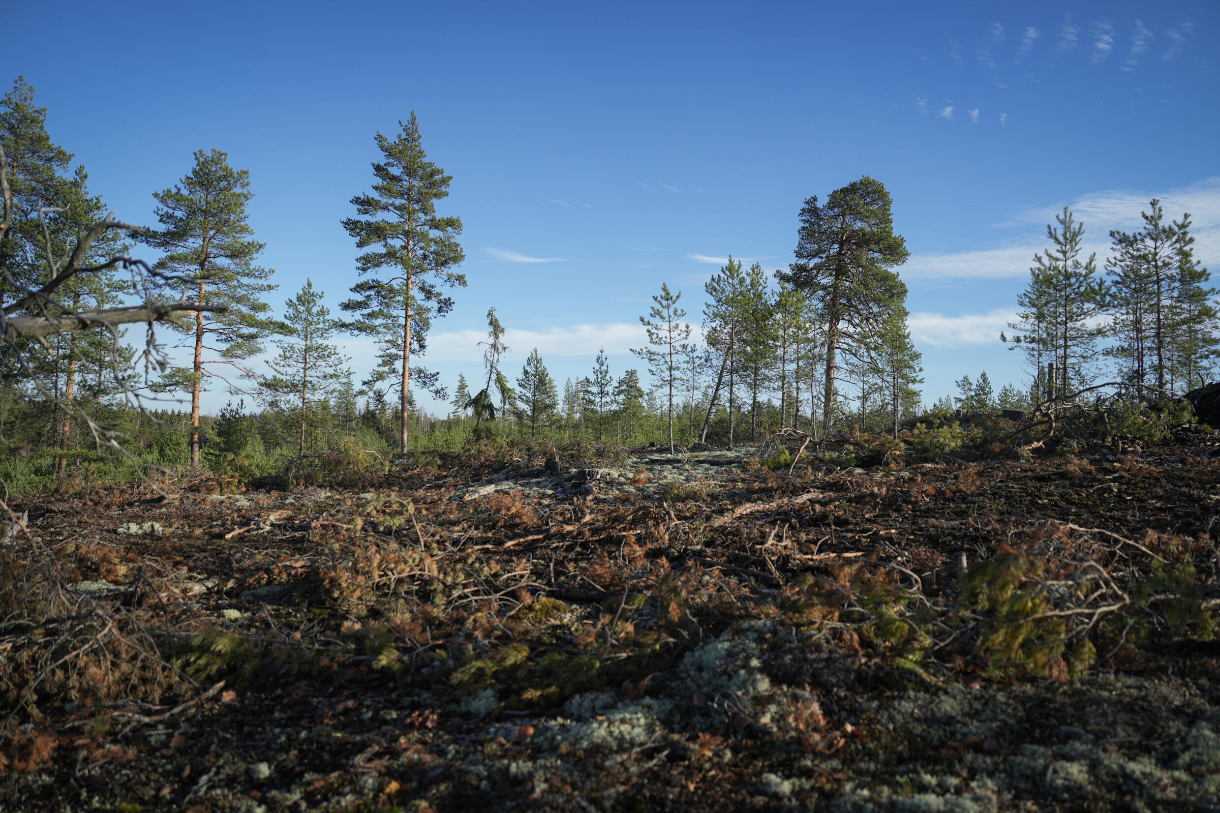 Finland's foresters decry 'unfair' EU climate plans