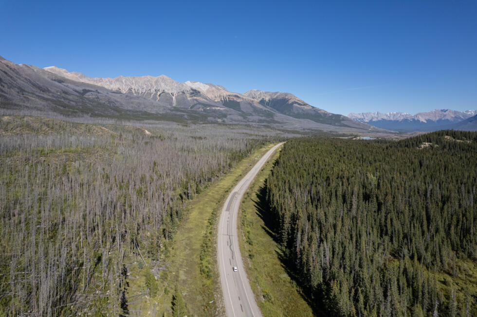 Subarctic boreal forest, vital for the planet, is at risk
