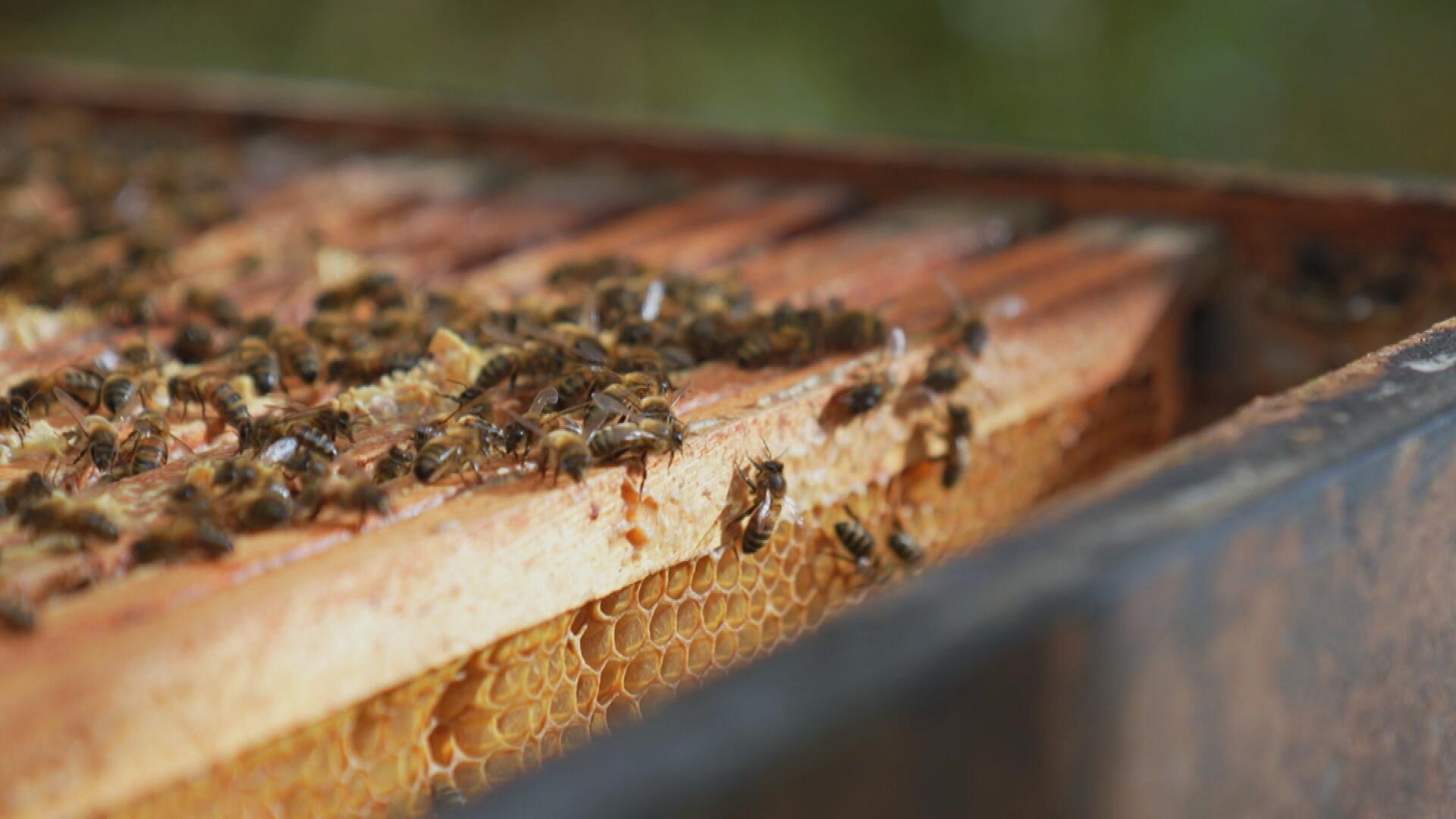 French beekepers prepare for killer Asian hornets to emerge from ...