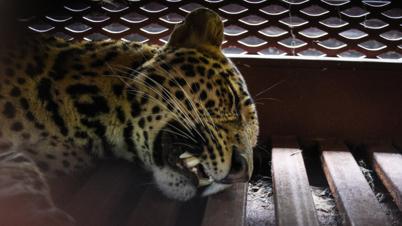 Leopard captured after wandering into Indonesian hotel