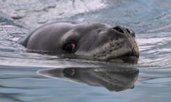 L'instant + : les léopards de mer composent des sérénades pour attirer ...