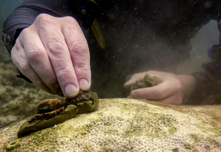Wounded US veterans accept new mission: healing coral reefs