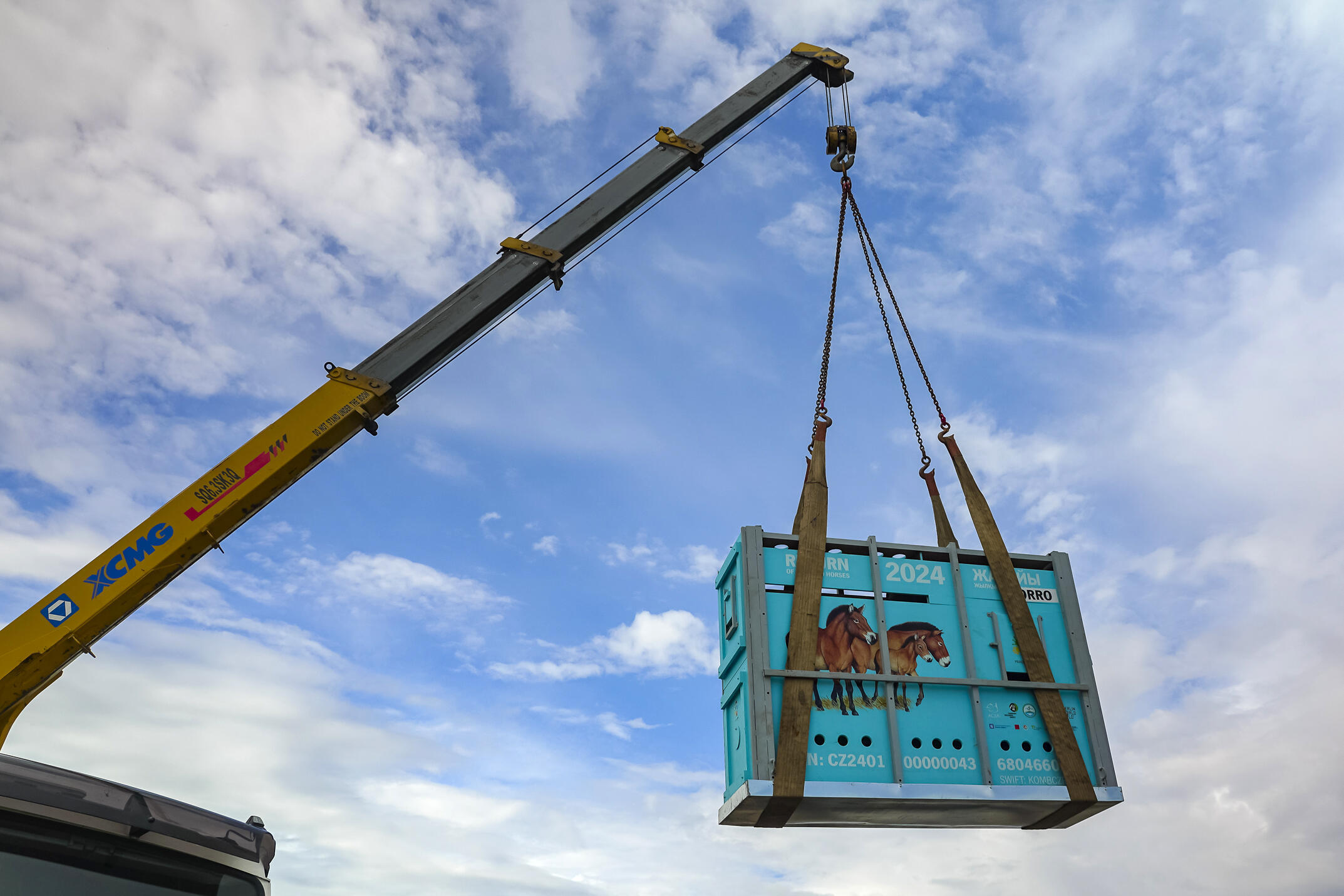 Wild horse species returns to the Kazakh steppes