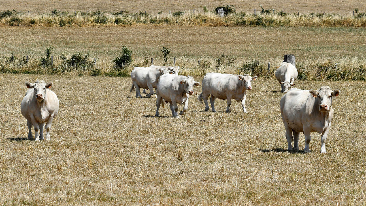 France asks EU to bring forward aid for drought-hit farmers - France 24