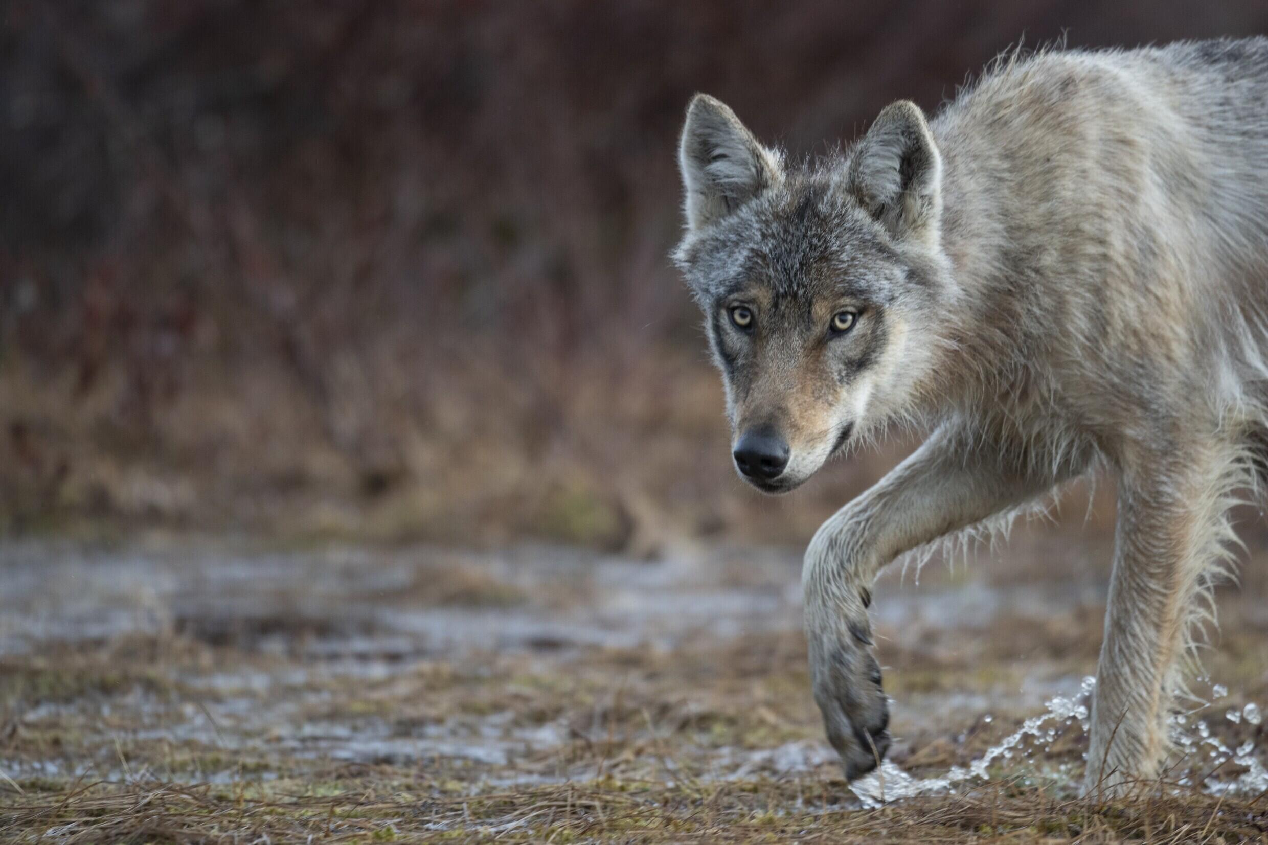 Wildlife commission lowers European wolf protections