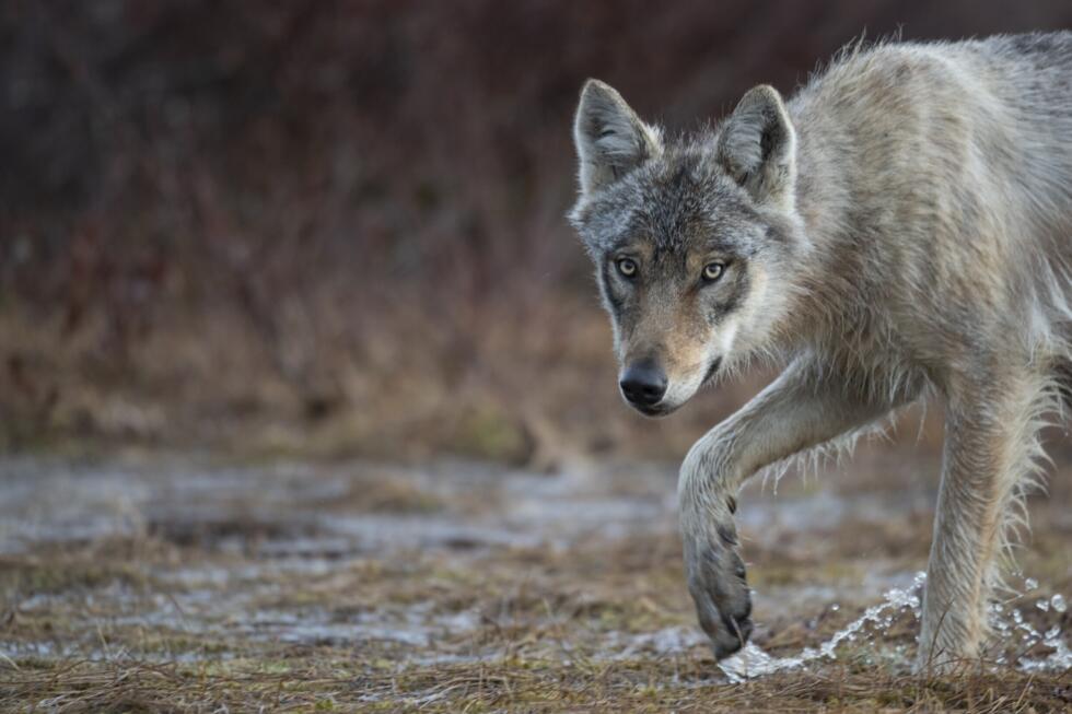 Wildlife commission lowers European wolf protections