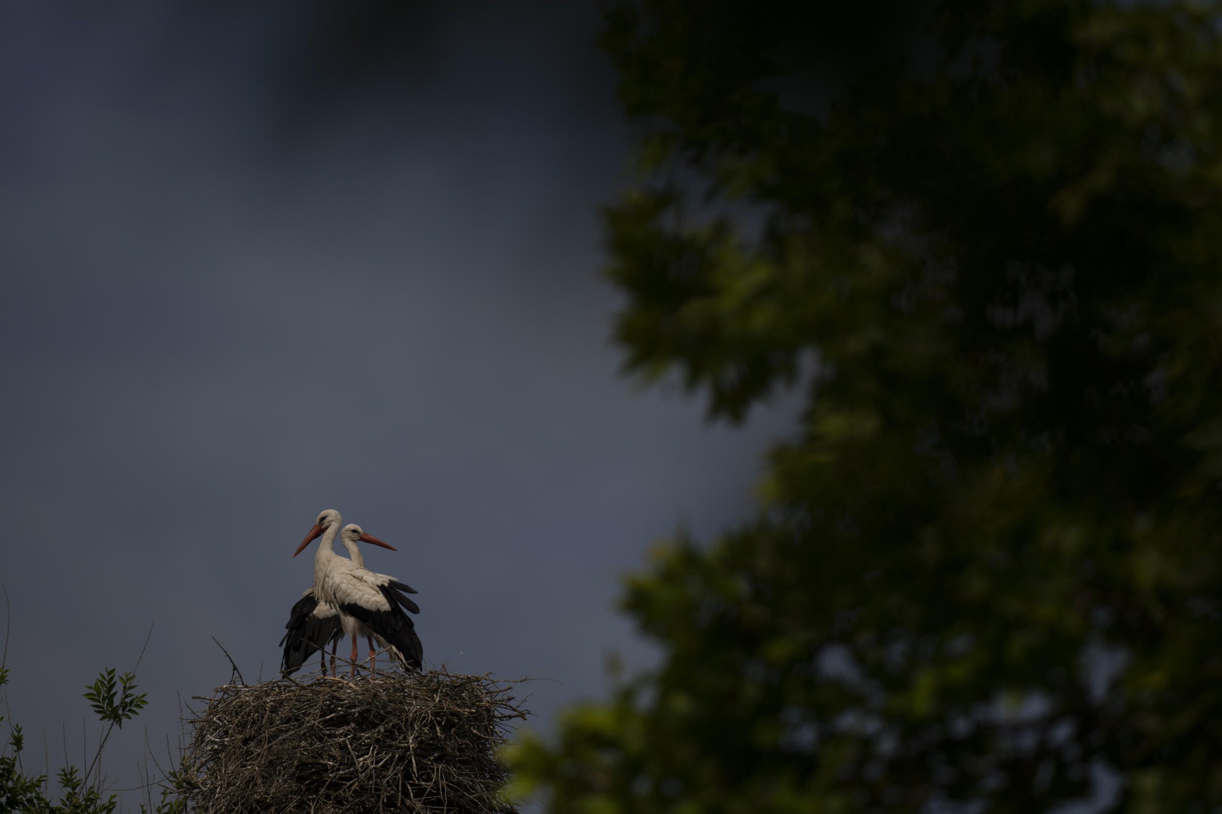 Storks give up migrating to live on landfill in Spain