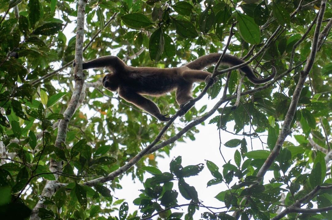 Deforestación: las heridas abiertas en el suroriente de Colombia ...