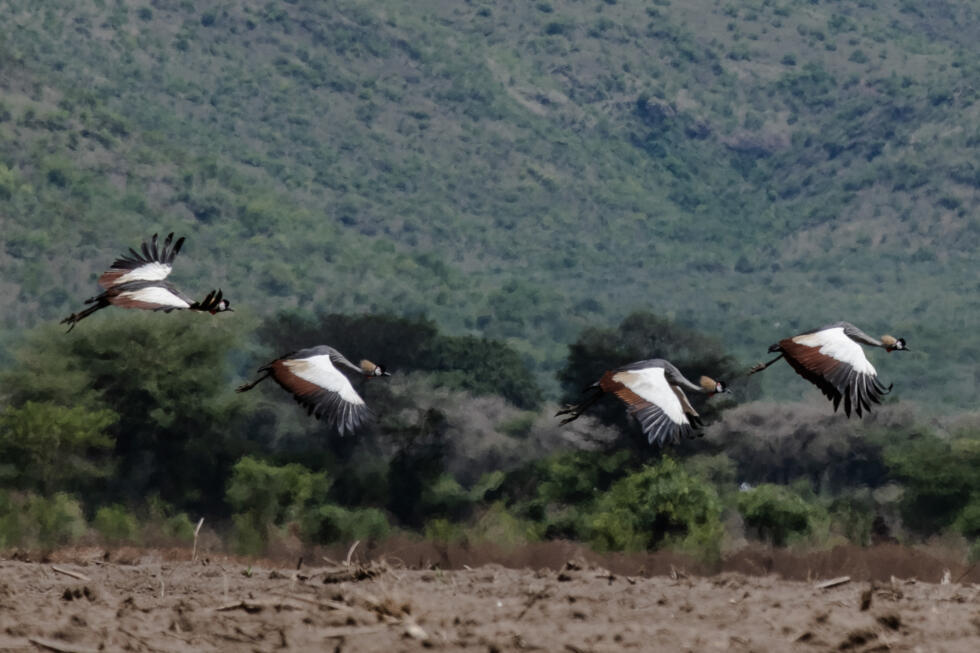 Ugandans kill migrating storks in desperation for food