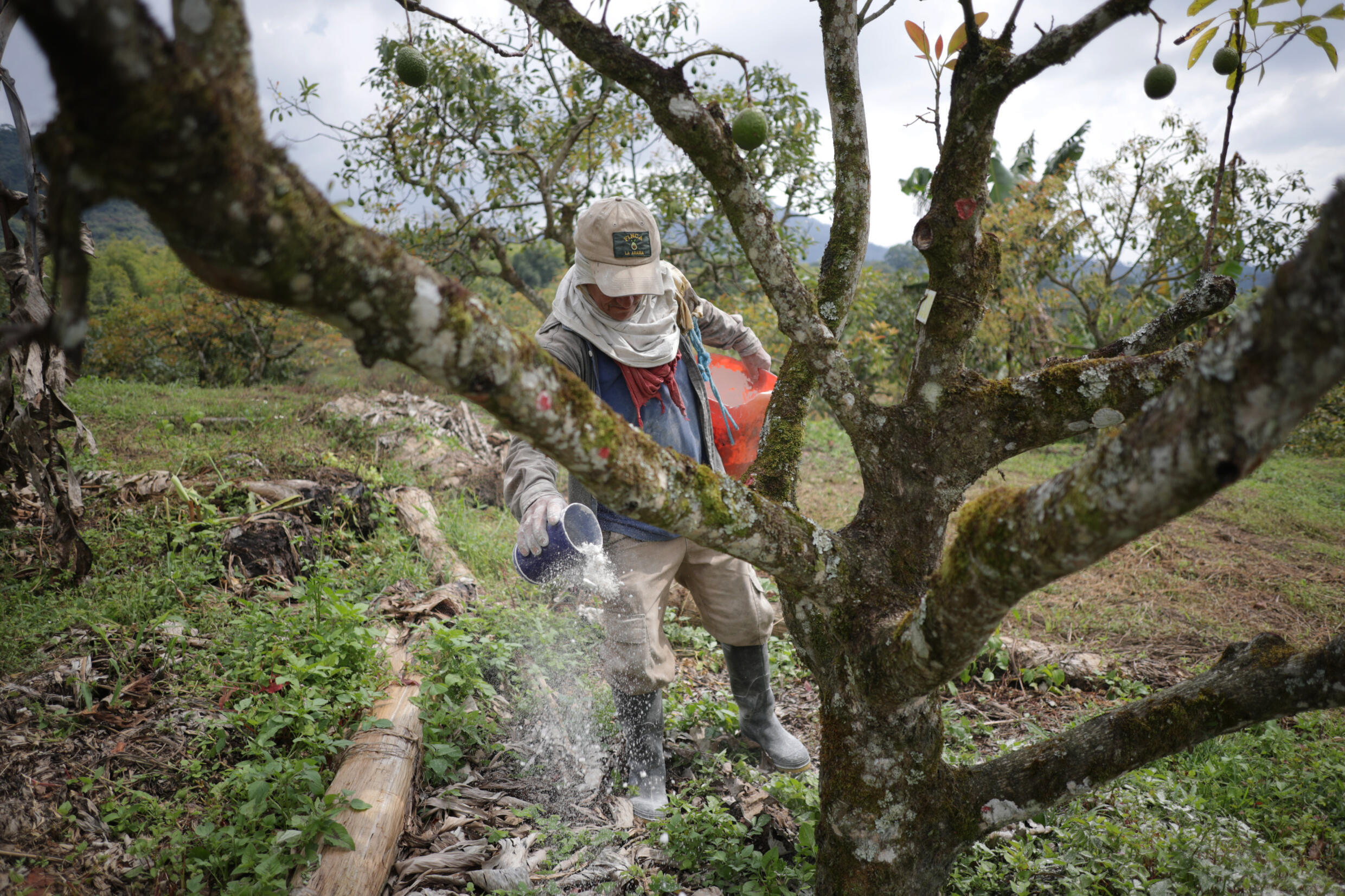 Super Bowl snack hurting Colombian farmers, environment