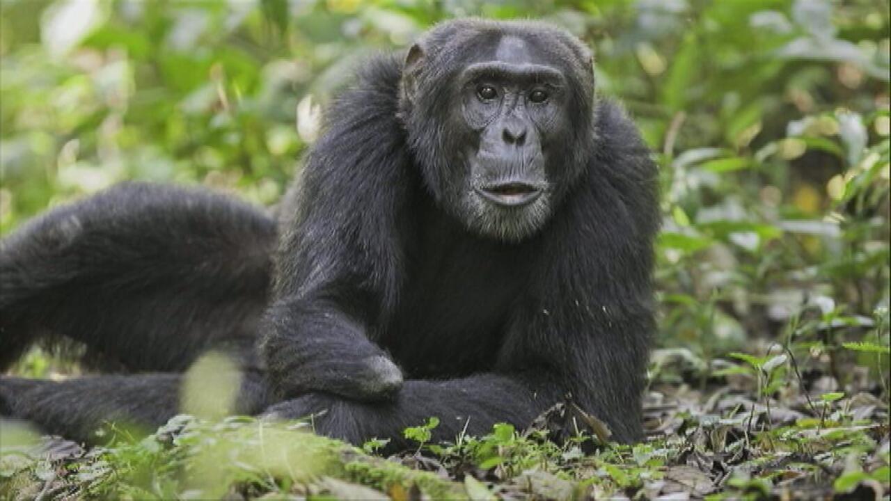Chimpanzees suffer collateral damage from increased poaching - Focus