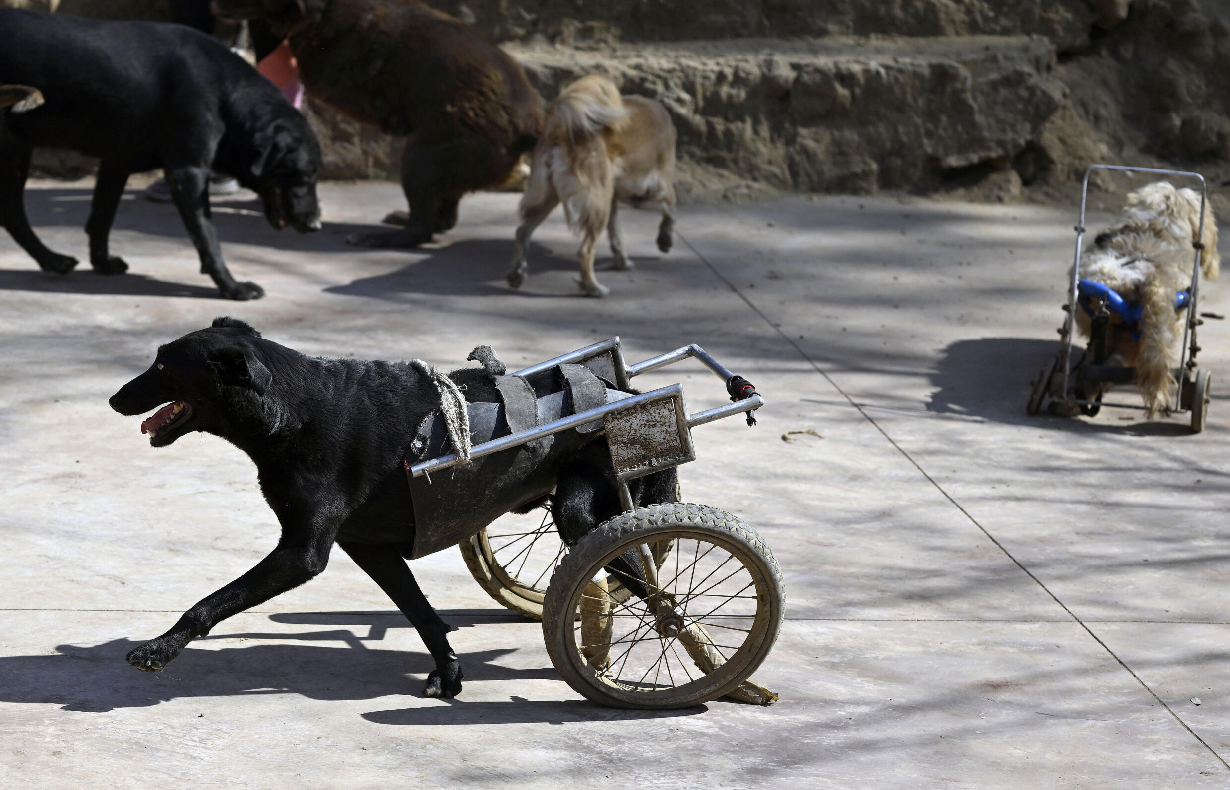 Cartel torture victim could be 'America's Favorite Pet'