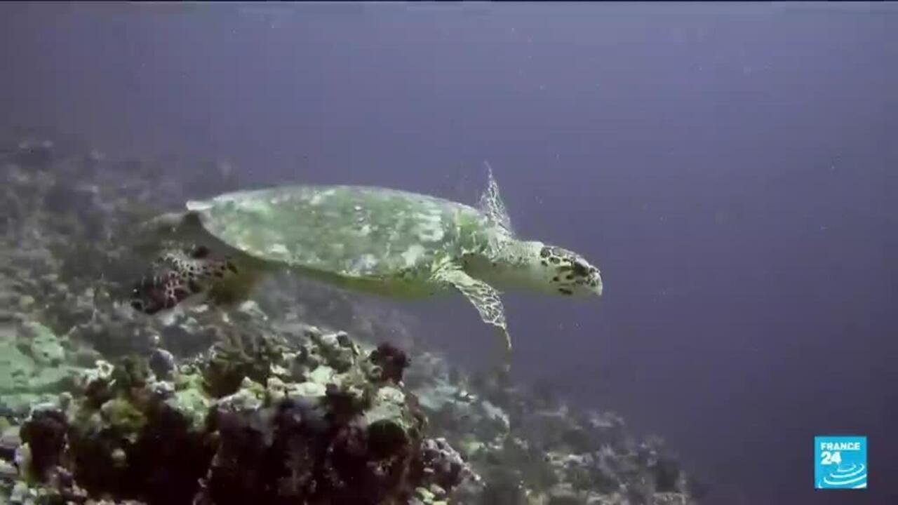 Climate change: World Oceans Day to mark the significance of the oceans ...