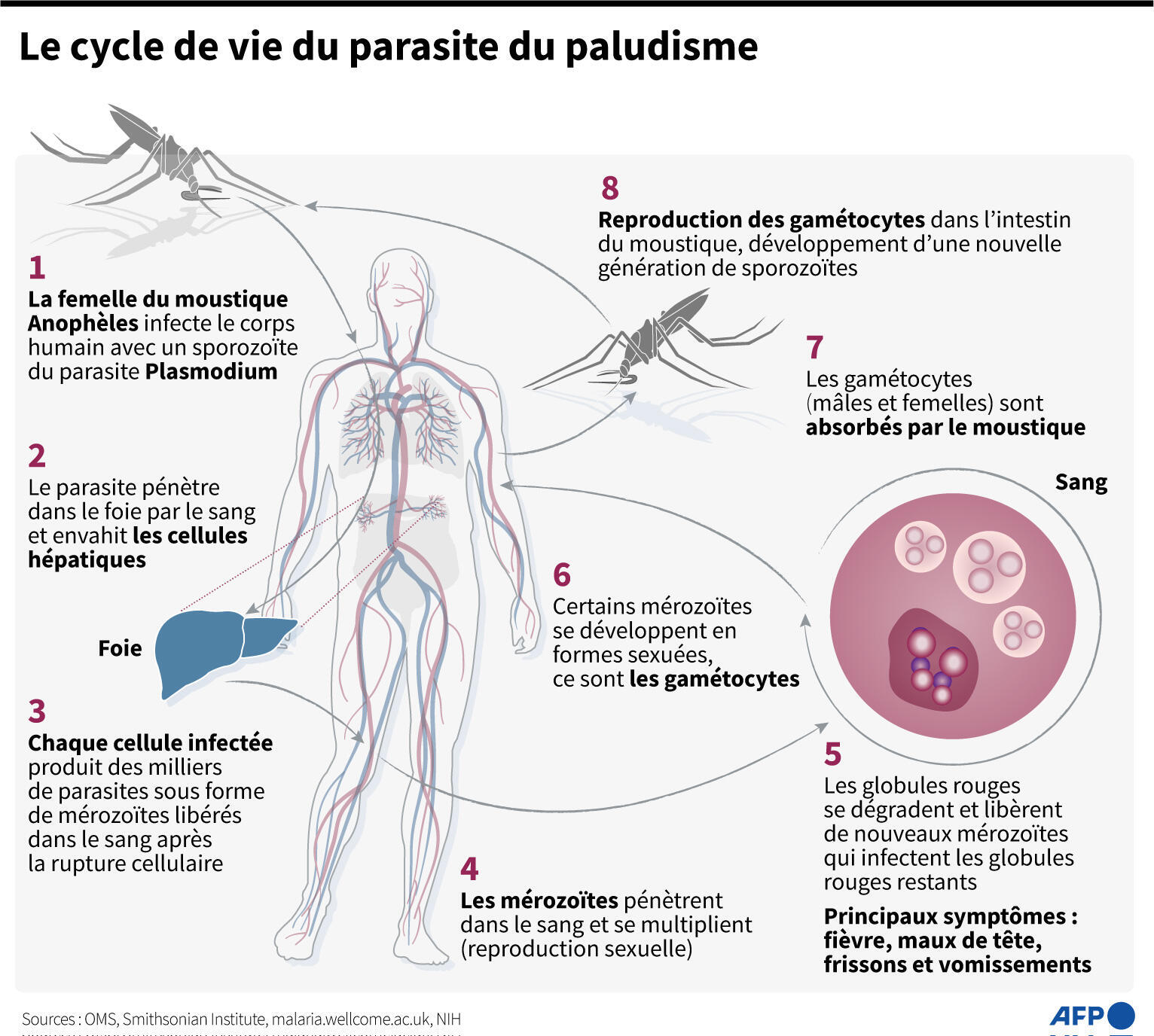 Le paludisme, toujours un fléau en Afrique malgré un nouveau vaccin