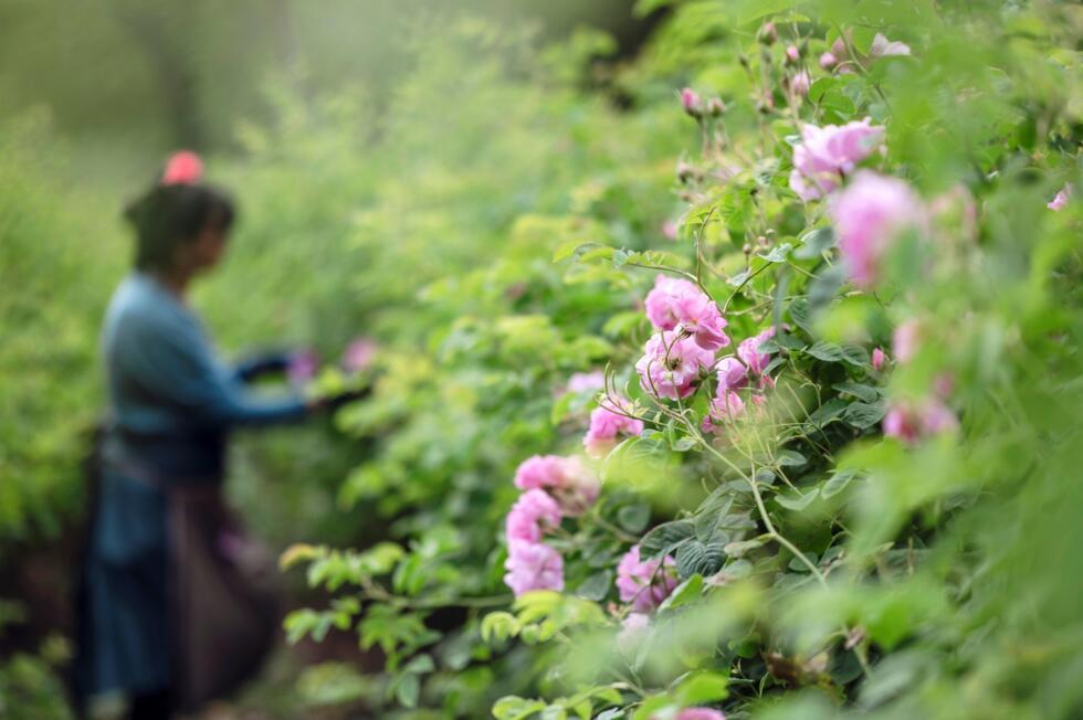 A Grasse, la Centifolia, l'or rose des parfums de luxe