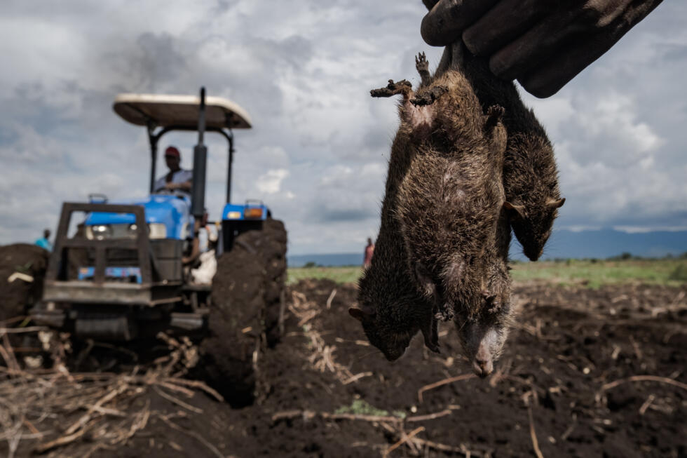 Ugandans kill migrating storks in desperation for food