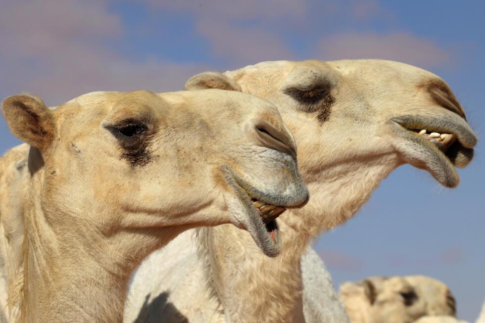Saudi camel-whisperers use 'special language' to train herd