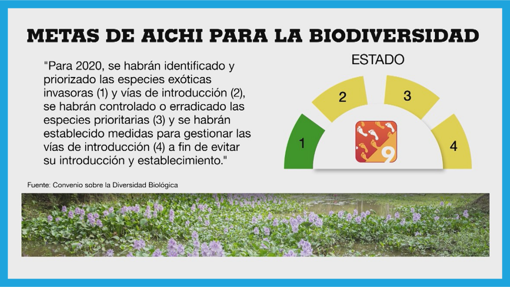 Especies invasoras: exóticas a la vista, pero peligrosas para la ...