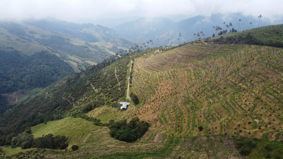 Super Bowl snack hurting Colombian farmers, environment